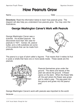 Peanuts For Planting Chart